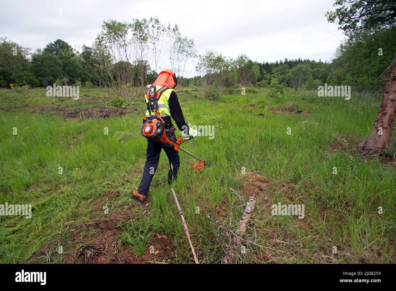 A forest worker who works with clearing next to tree seedlings in a ...
