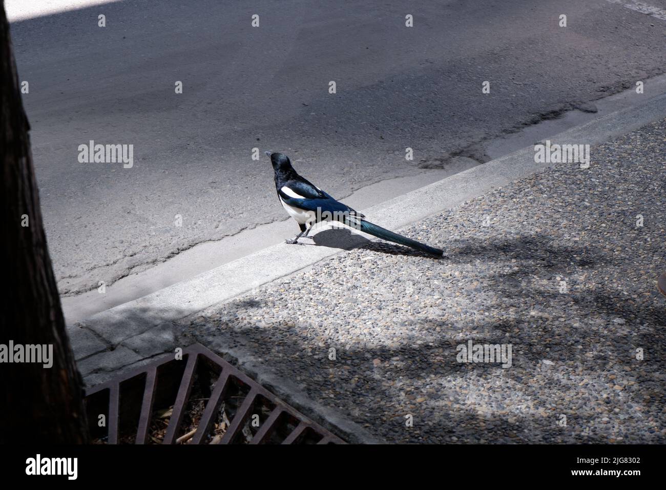 Magpie on pavement hi-res stock photography and images - Alamy