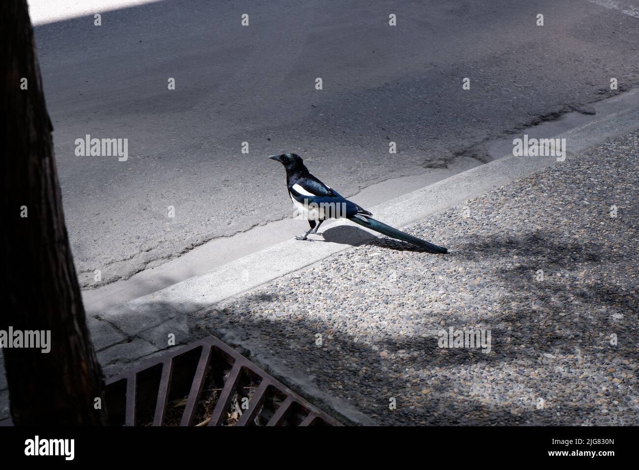 Magpie on pavement hi-res stock photography and images - Alamy