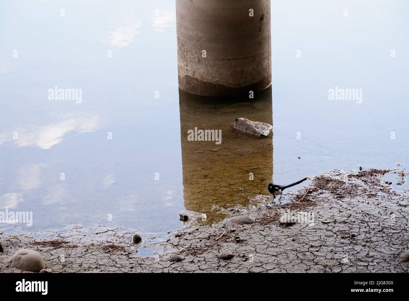 A view of a Eurasian magpie standing on a shore of a lake in a park ...