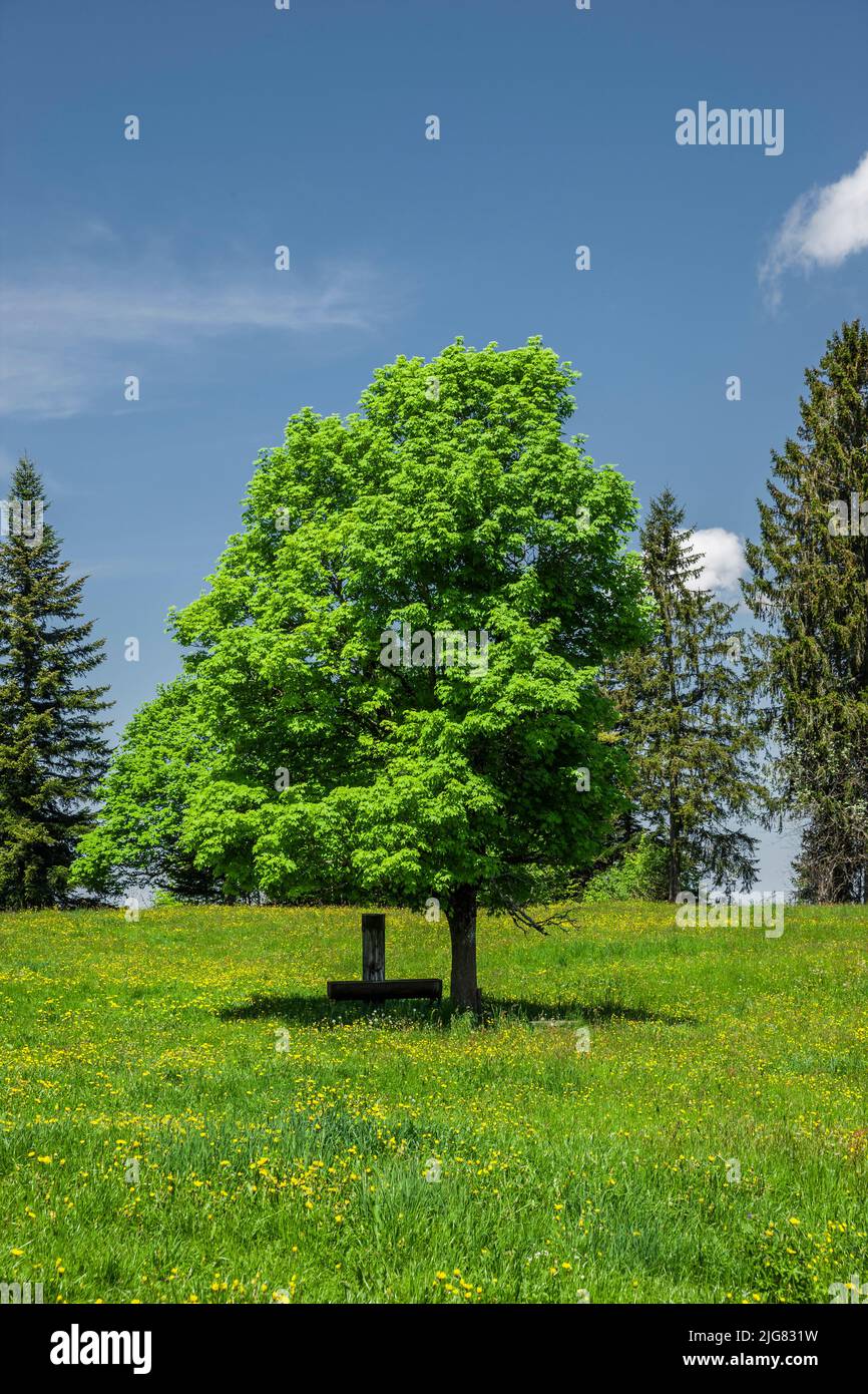 Mountain fountain under a maple tree in Bregenz forest Stock Photo - Alamy