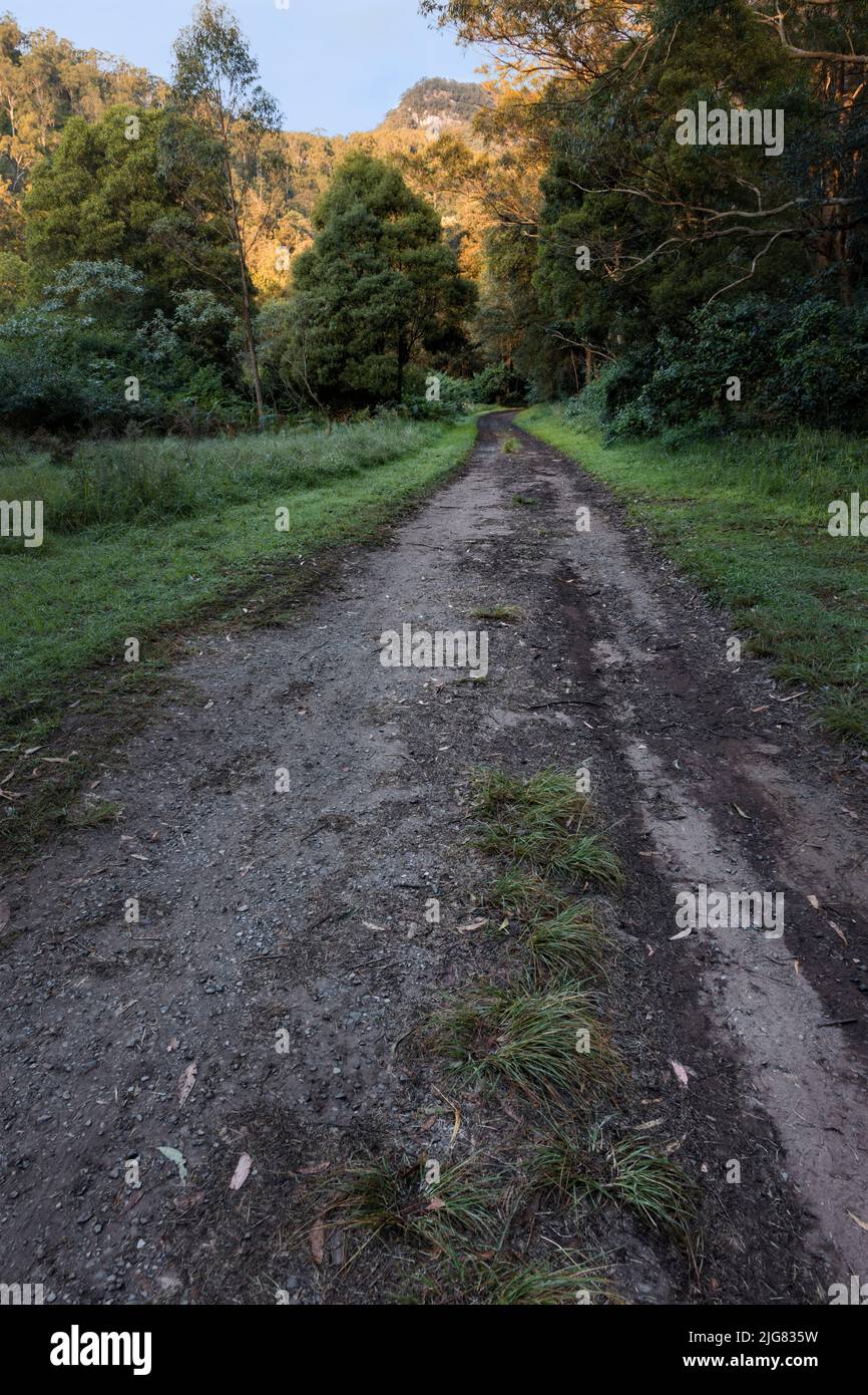 Worn out path in forest heading towards mountains and trees in ...