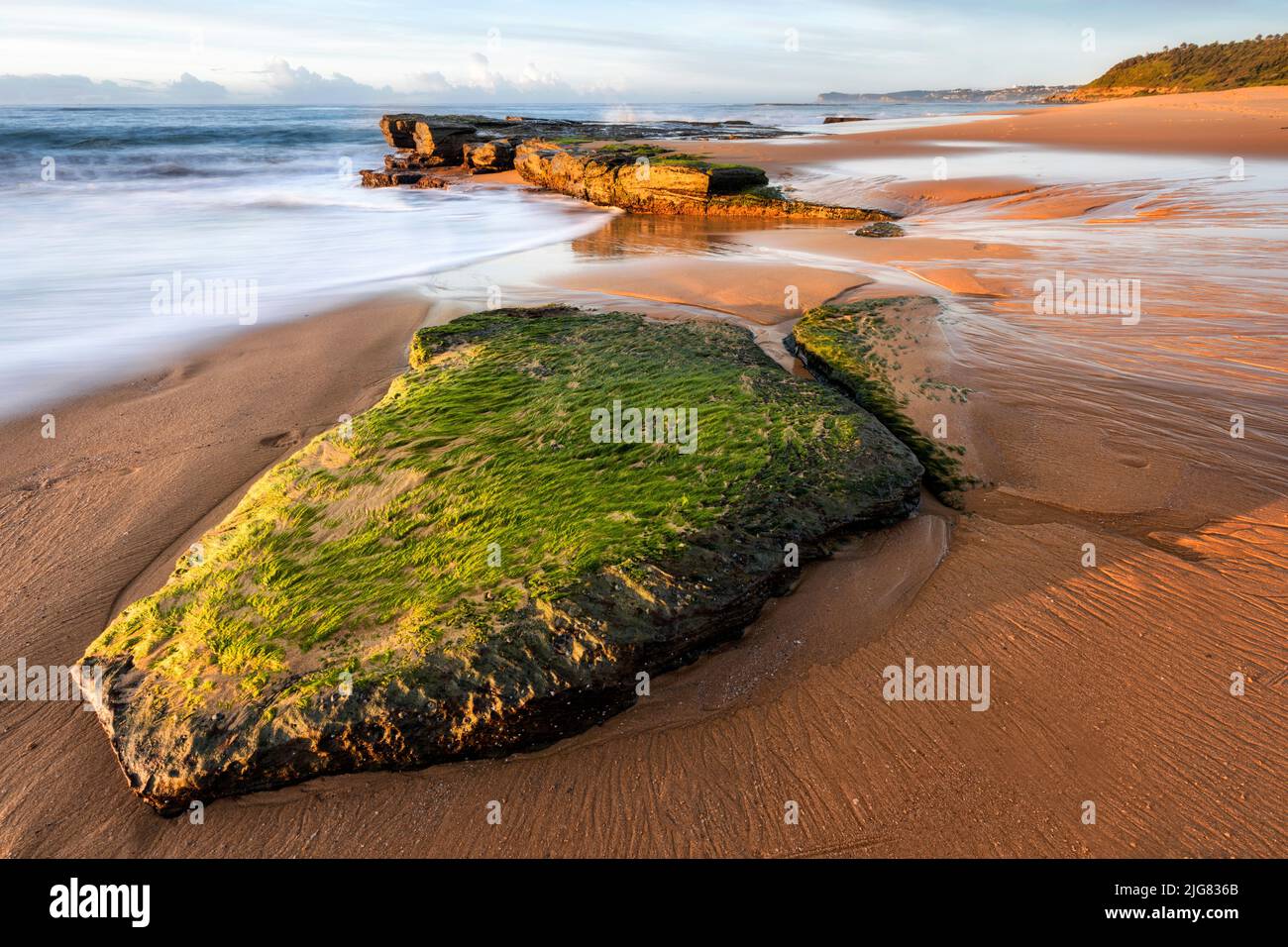 Seaweed and moss on a rock in sand at the beach on NSW Central Coast in ...