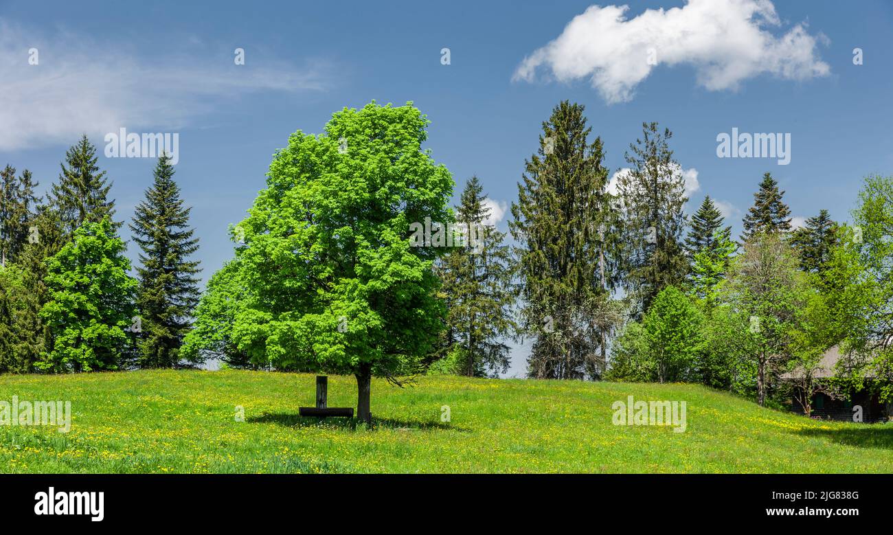 Hiking trail in the bregenz forest in vorarlberg hi-res stock ...