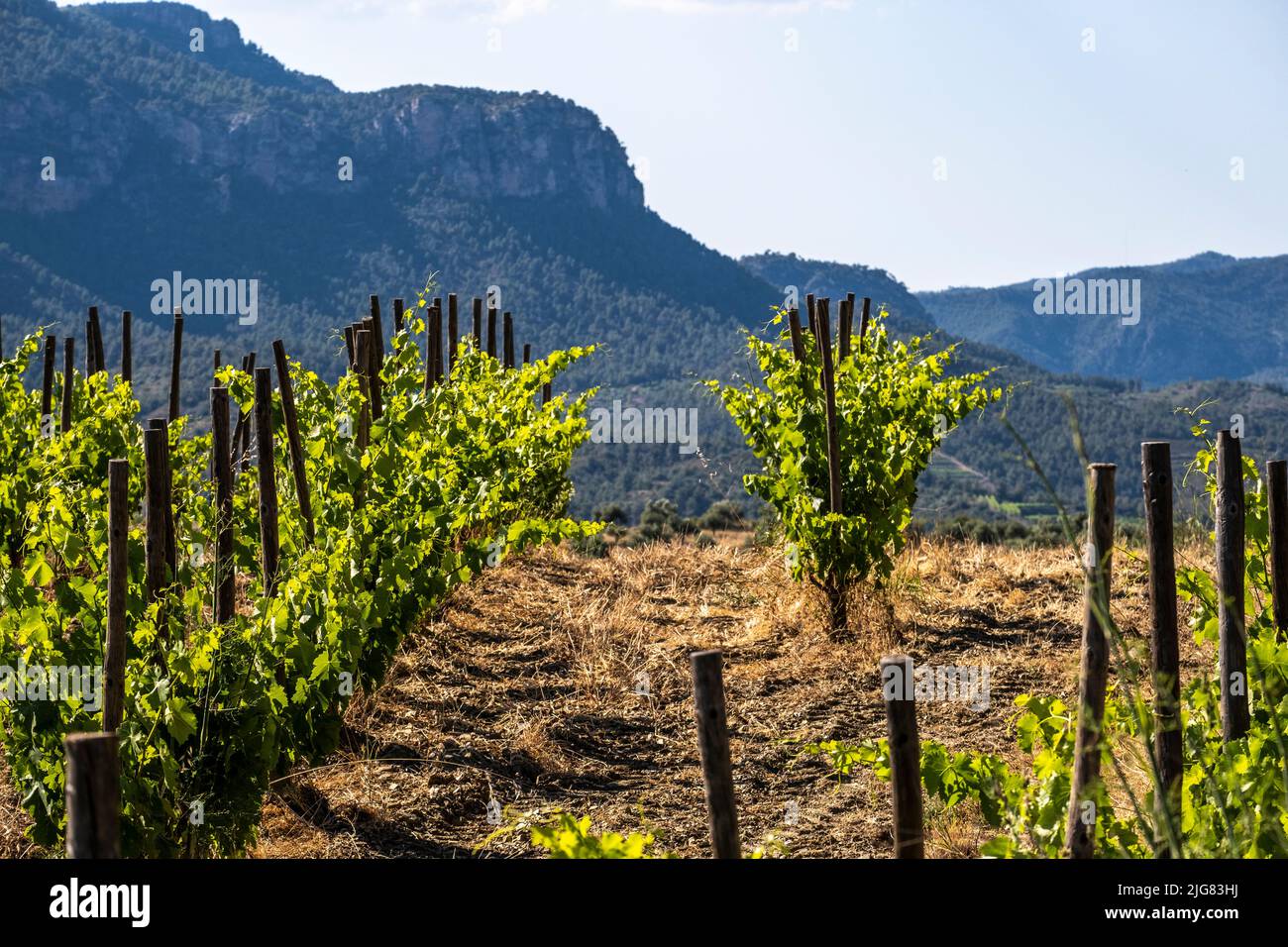 Priorat hi-res stock photography and images - Alamy