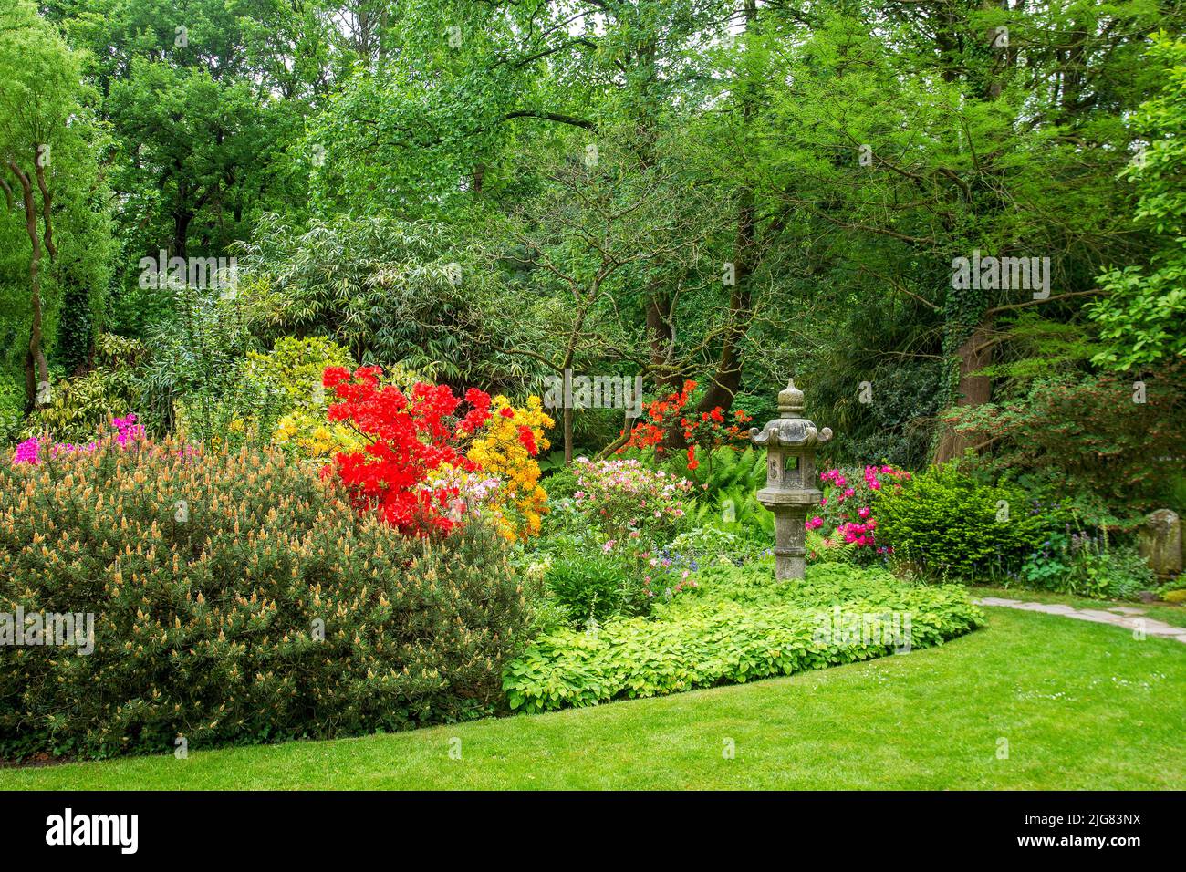 Amazing landscape colorful rhododendron (azalea) blossom , japanese ...