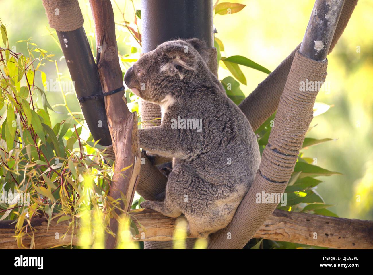 Photos of Koalas from the zoo Stock Photo - Alamy