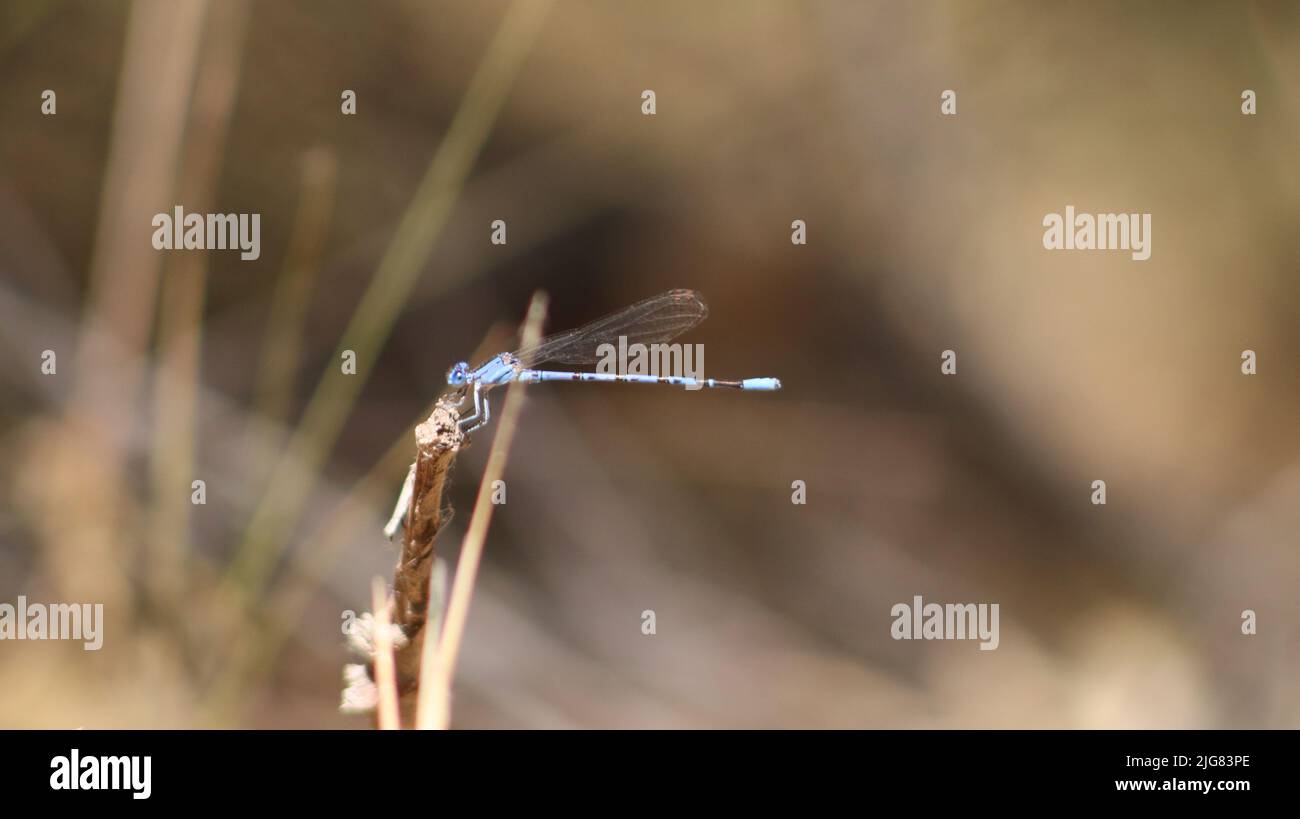 Photos of flying bugs from the outdoors Stock Photo - Alamy