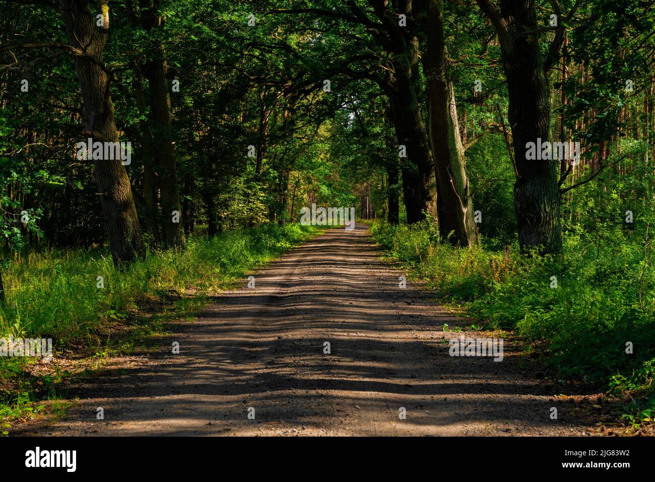 Beautiful forest road in summer in Germany, lots of light and shade ...