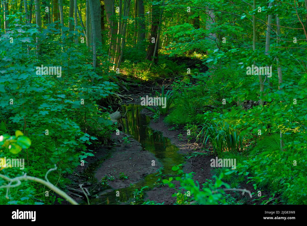 Germany, Luckenwalde, June 15, 2022, almost dried up river, Water ...