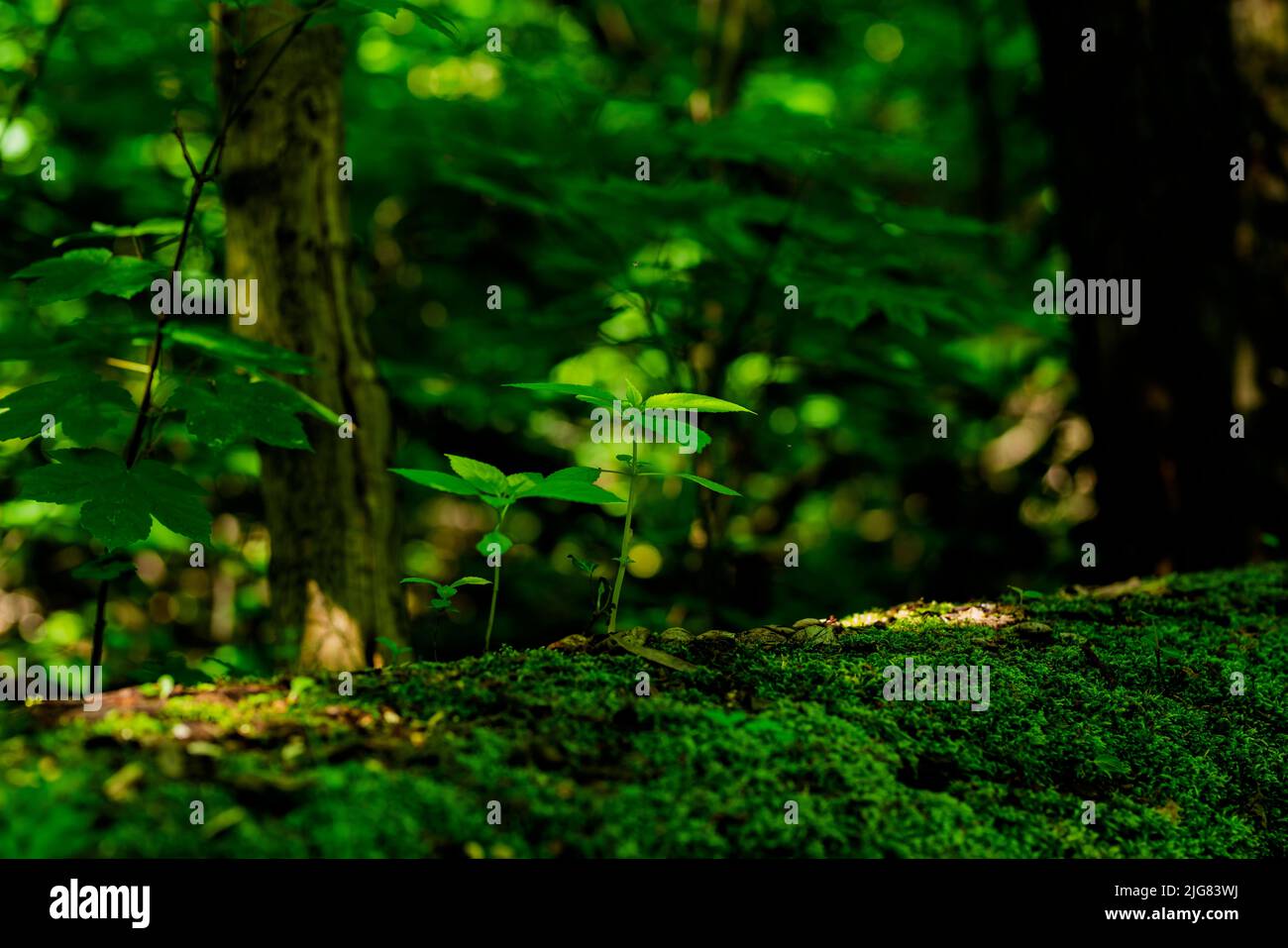 Small wild plant on a dead oak tree overgrown with moss, shallow depth ...