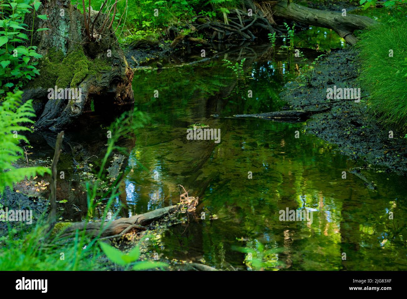 Small river in the forest, Water shortage due to heat wave caused by ...