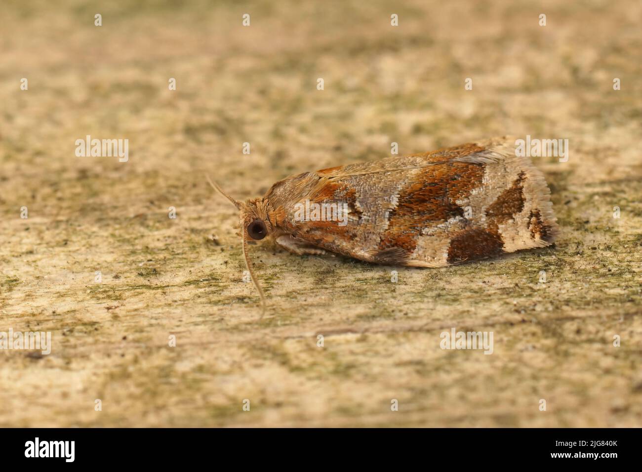 Detailed closeup on the variegated golden tortrix moth, Archips ...
