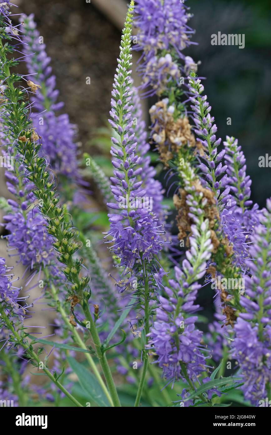 Vertical closeup on the brilliant blue flowers of Culver's root ...