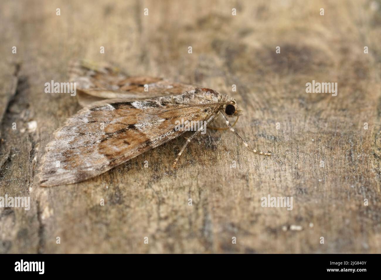 Closeup on the Grey pine carpet Stock Photo - Alamy