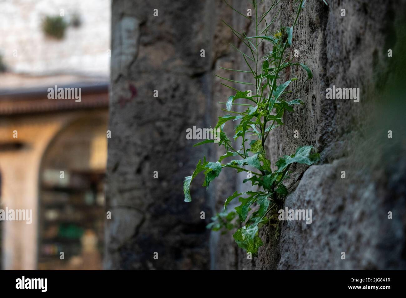 A plant grown on a rock in Aleppo, Syria Stock Photo - Alamy
