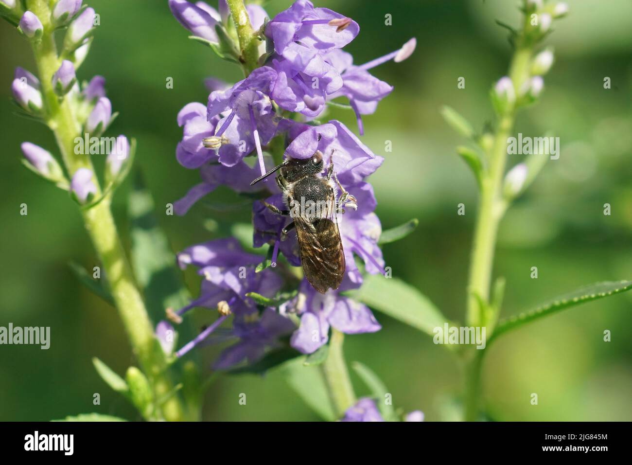Closeup on a male Sharp-tailed Bee, Coelioxys, drinking nectar form a ...