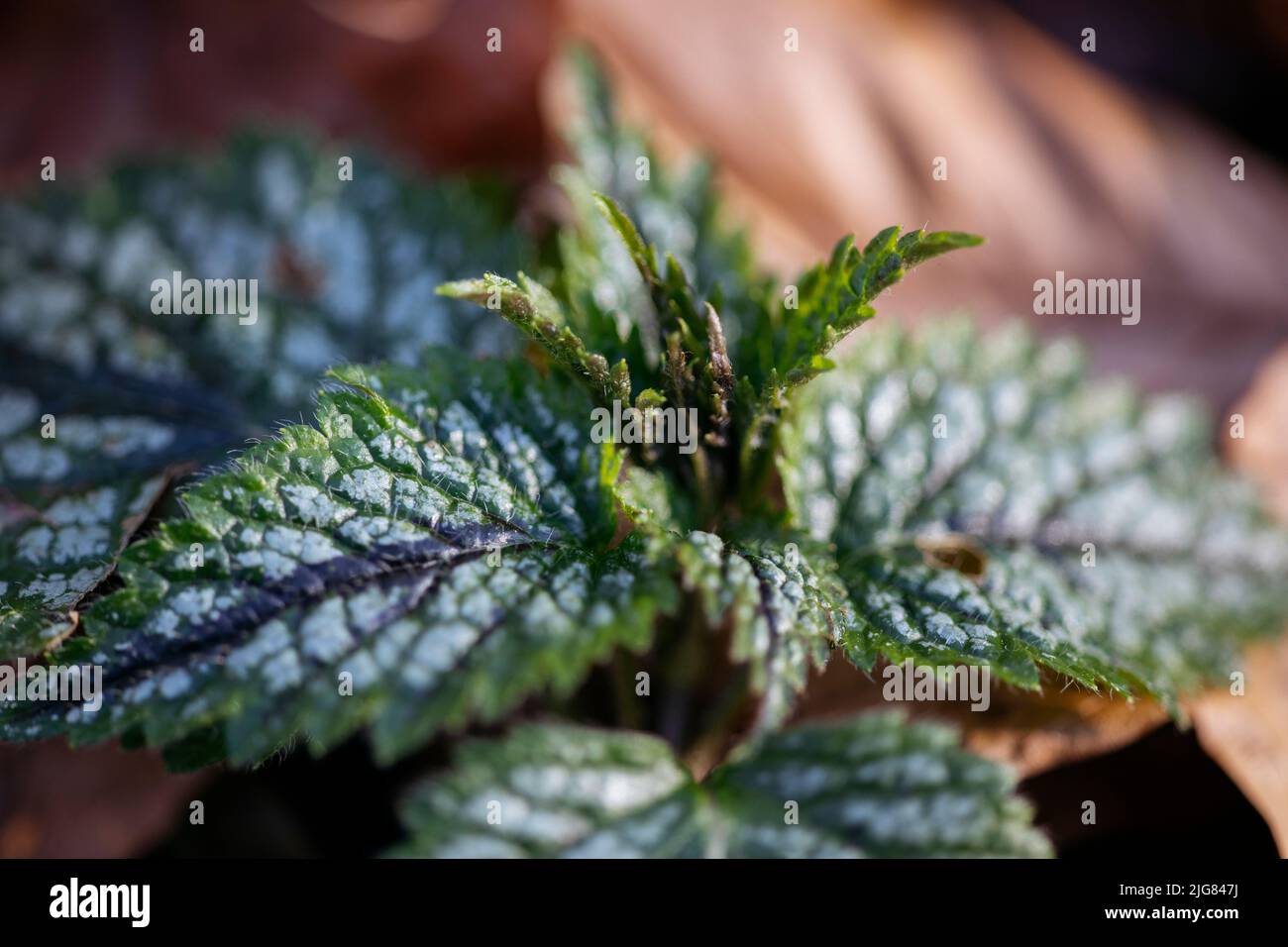 Gold nettle, detail Stock Photo - Alamy