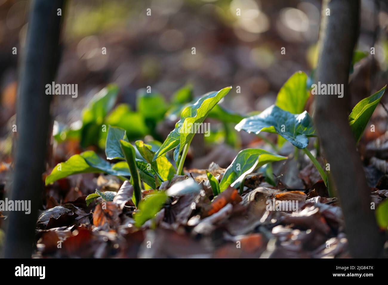 Arum leaves hi-res stock photography and images - Alamy