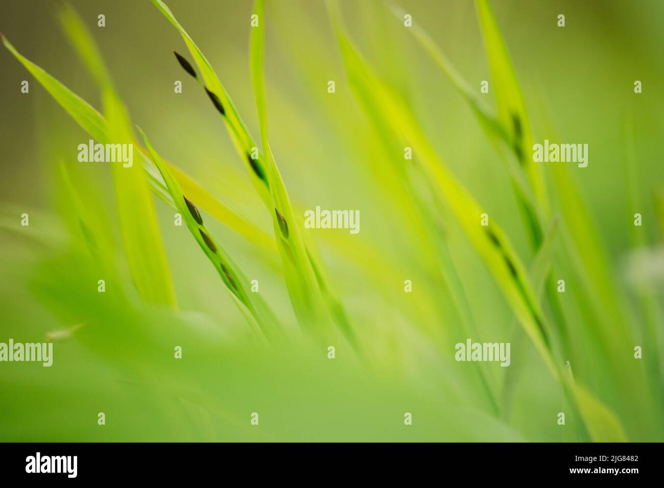 Meadow, grasses, close-up Stock Photo - Alamy