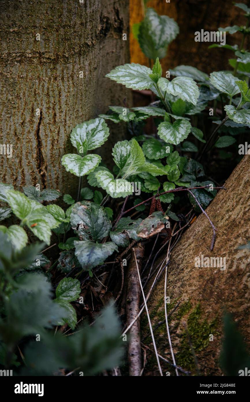 Nettle tree hi-res stock photography and images - Alamy
