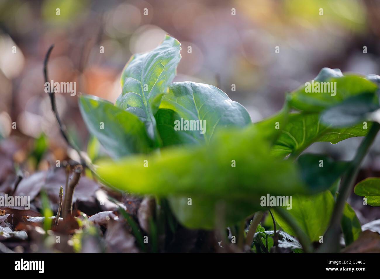Arum leaves hi-res stock photography and images - Alamy