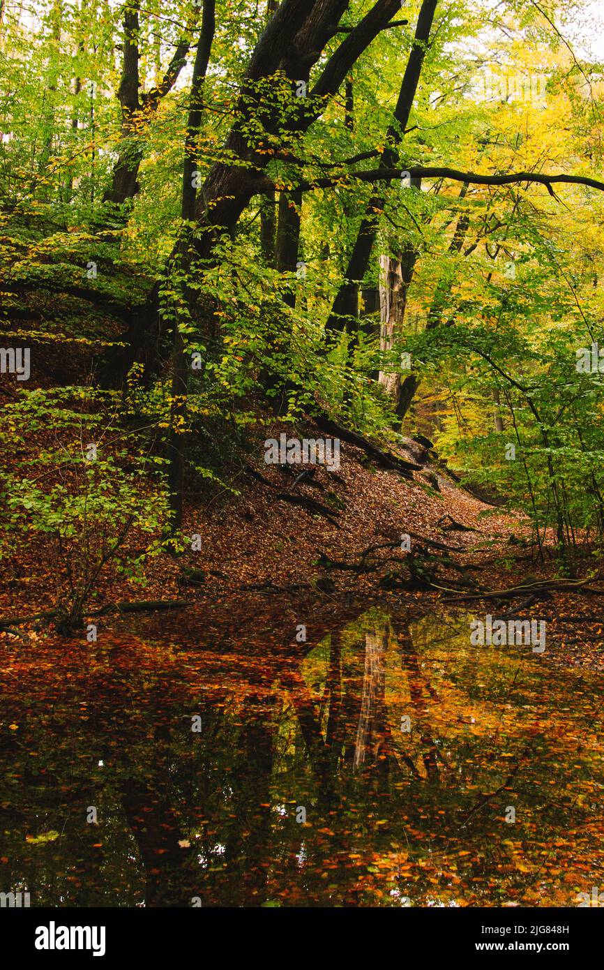 Germany, North Rhine-Westphalia, Furlbach valley, forest, autumn Stock ...