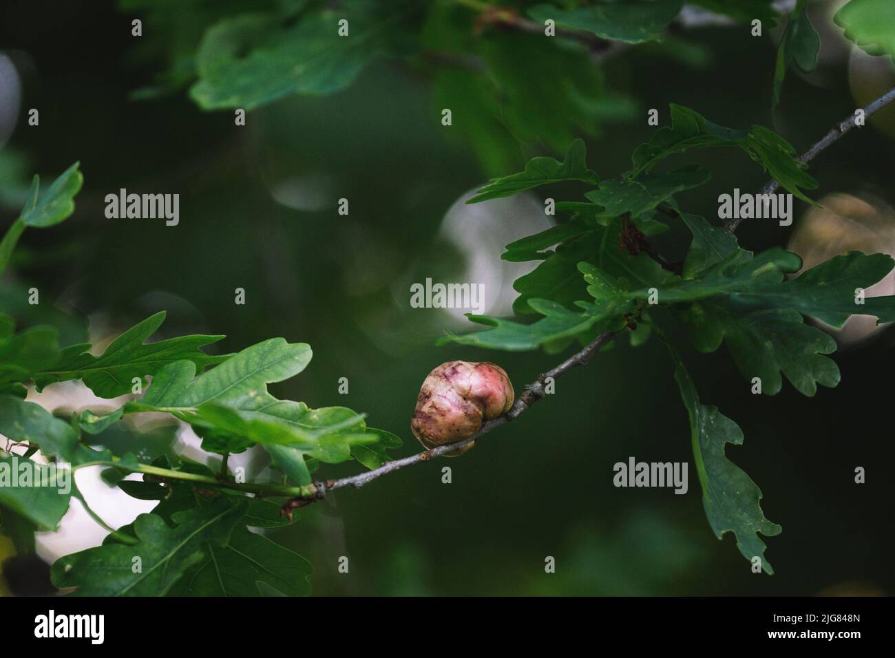 Oak, gall wasp, gall apple Stock Photo - Alamy
