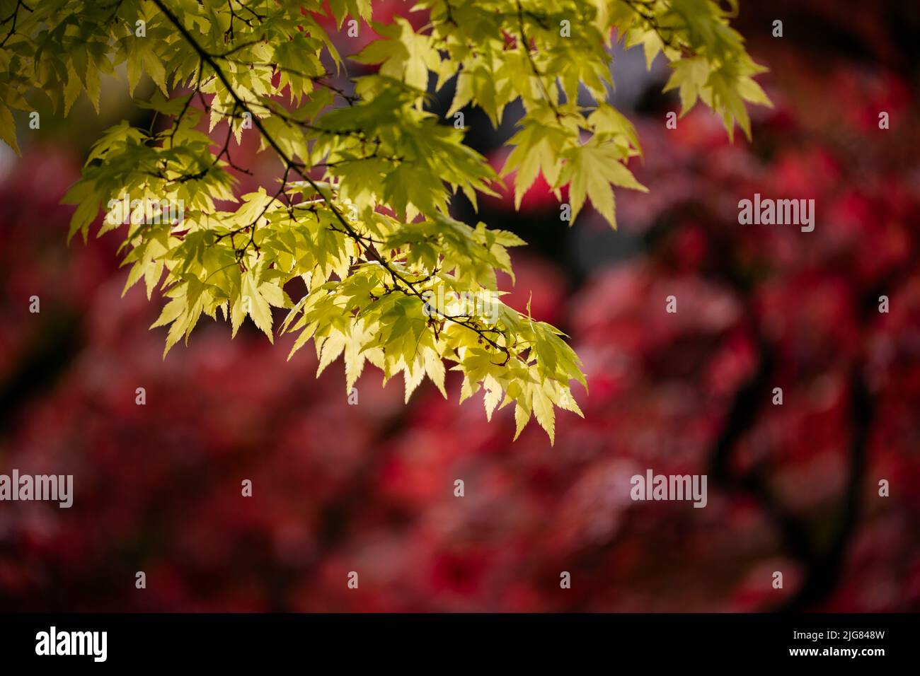 Deciduous tree, leaves, detail Stock Photo - Alamy
