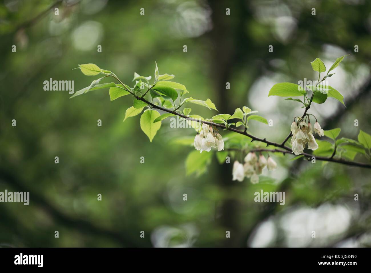 Snowdrop tree, detail, branch, leaves, flowers Stock Photo - Alamy