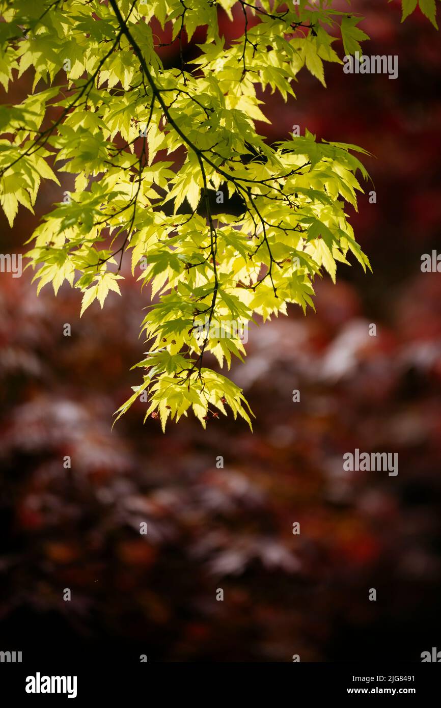 Deciduous tree, leaves, detail Stock Photo - Alamy