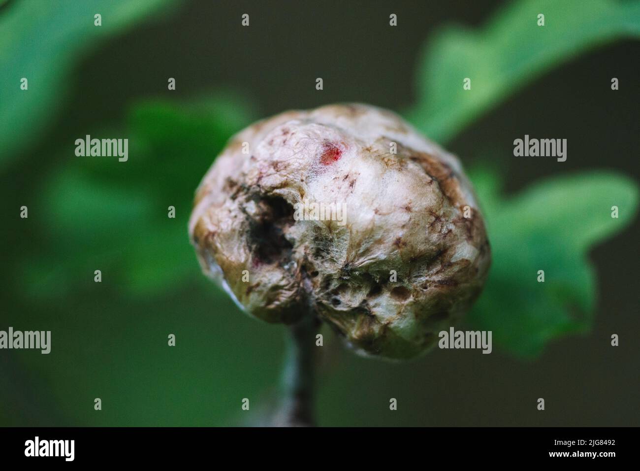 Oak, gall wasp, gall apple Stock Photo - Alamy