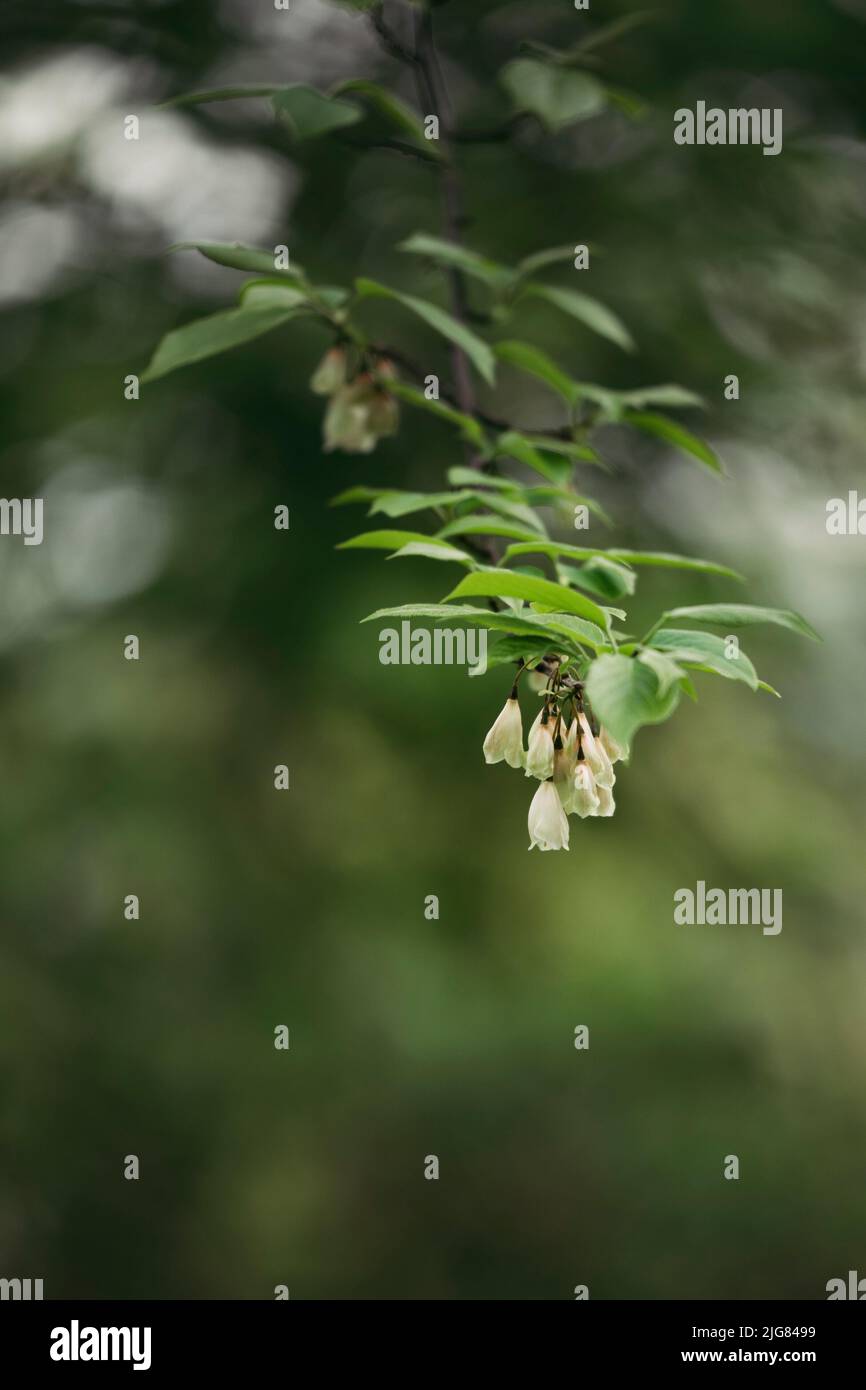 Snowdrop tree, detail, branch, leaves, flowers Stock Photo - Alamy