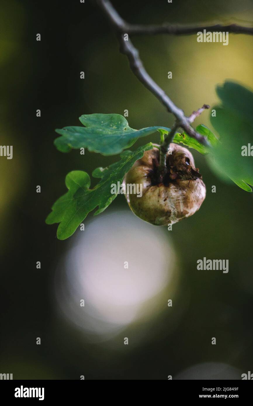 Oak, gall wasp, gall apple Stock Photo - Alamy
