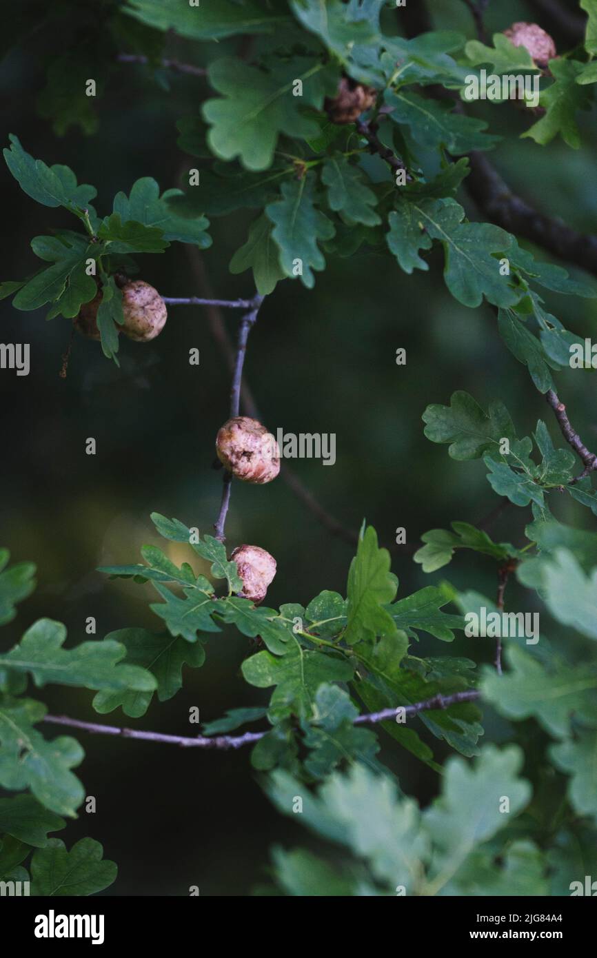 Oak, gall wasp, gall apple Stock Photo - Alamy