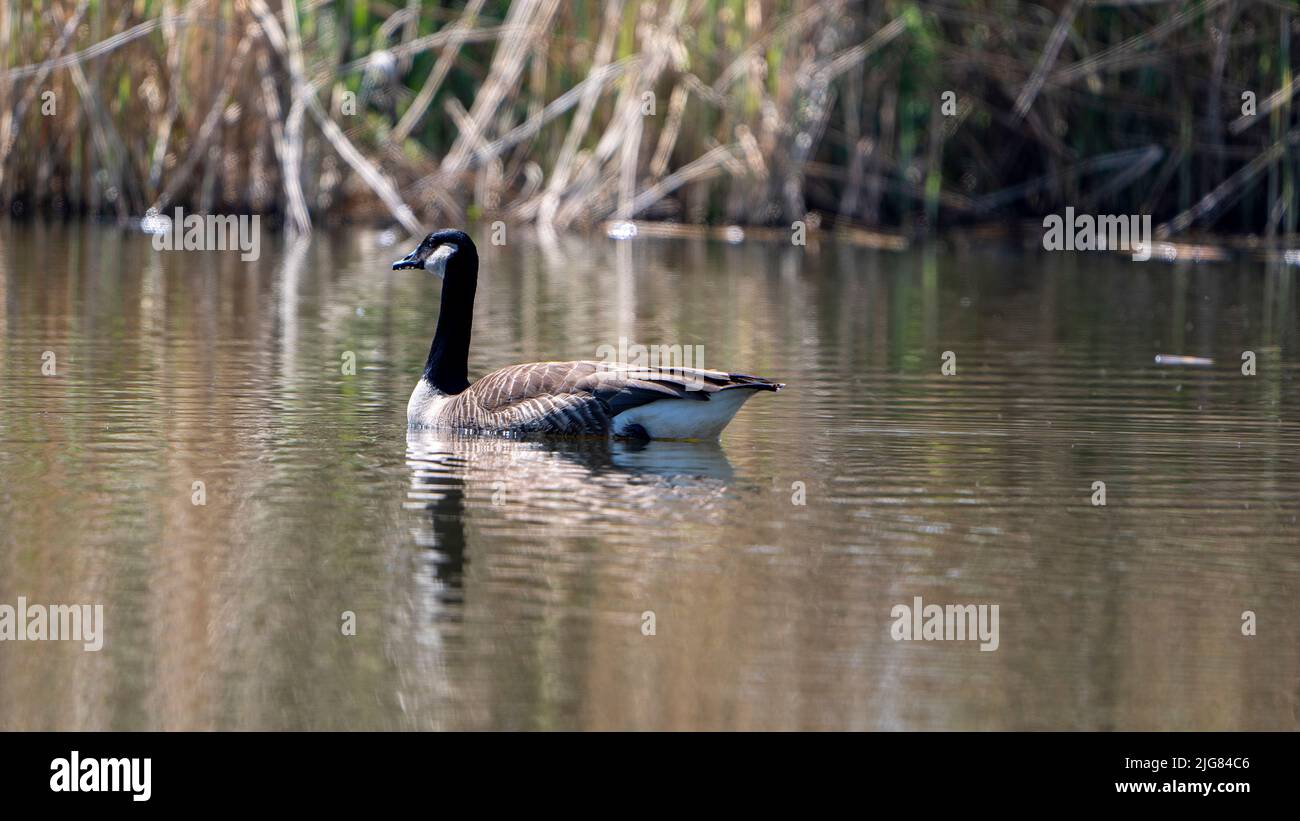 A Canadian Goose swimming in the lake Stock Photo - Alamy