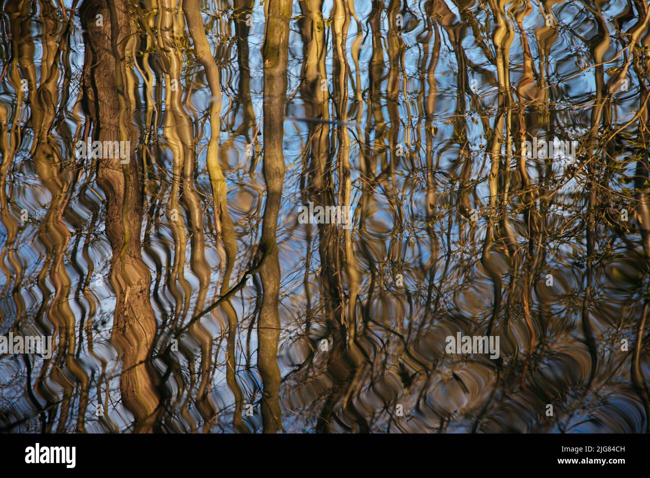 Reflection trees hi-res stock photography and images - Alamy