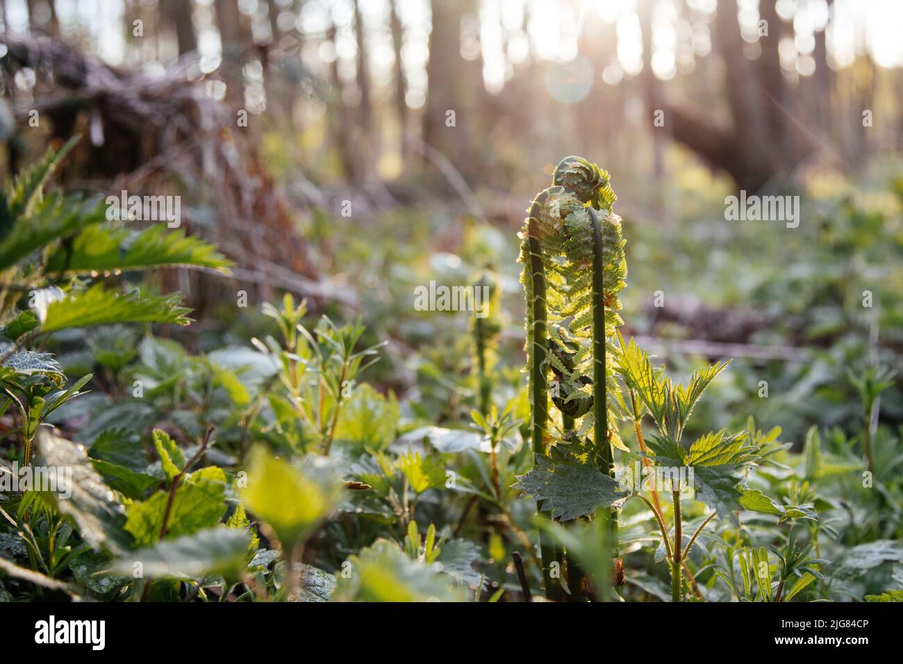 Forest, Fern, Spring Stock Photo - Alamy
