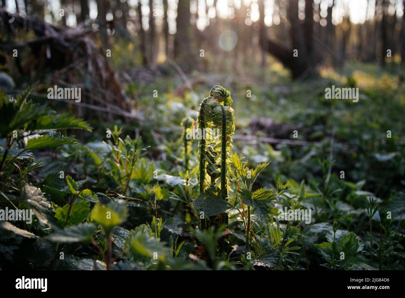 Forest, Fern, Spring Stock Photo - Alamy