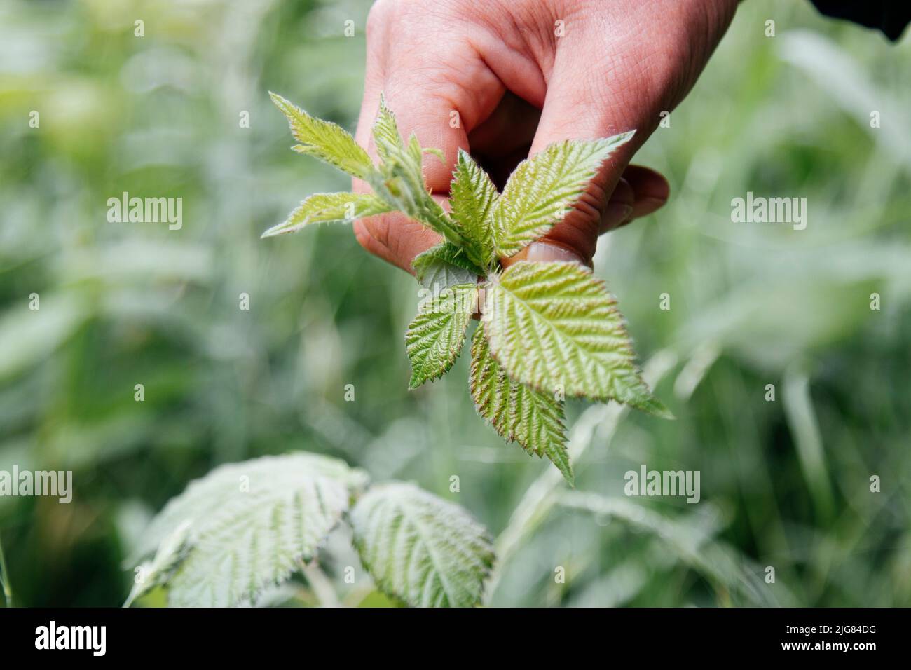 Picks leaves hi-res stock photography and images - Alamy