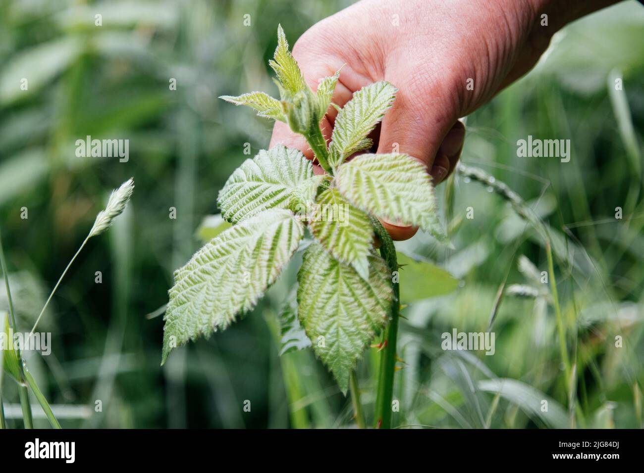 woman, detail, hand, blackberry leaves, pick Stock Photo - Alamy
