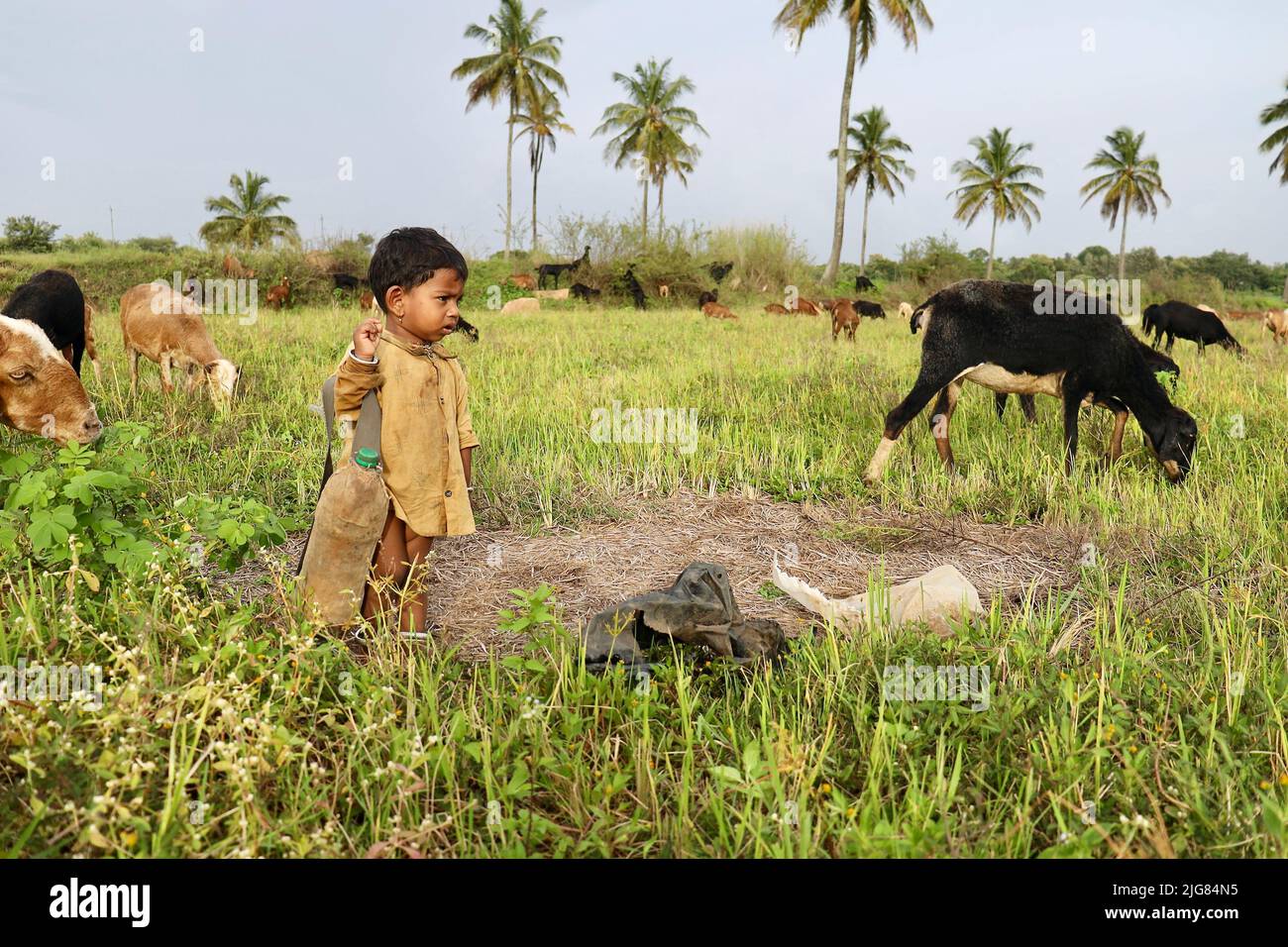 A very young and cute Indian shepherd herding grazing sheeps in a farm ...