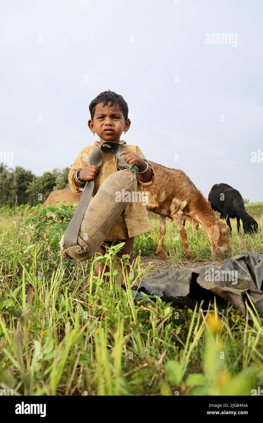 A very young and cute Indian shepherd herding grazing sheeps in a farm ...