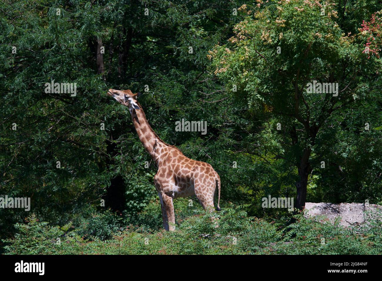 One giraffe feeding in the middle of a forest Stock Photo - Alamy