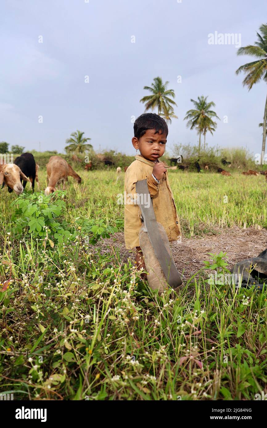 A very young and cute Indian shepherd herding grazing sheeps in a farm ...