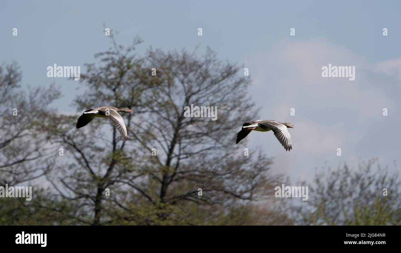 The Canadian geese flying with trees in the background Stock Photo - Alamy