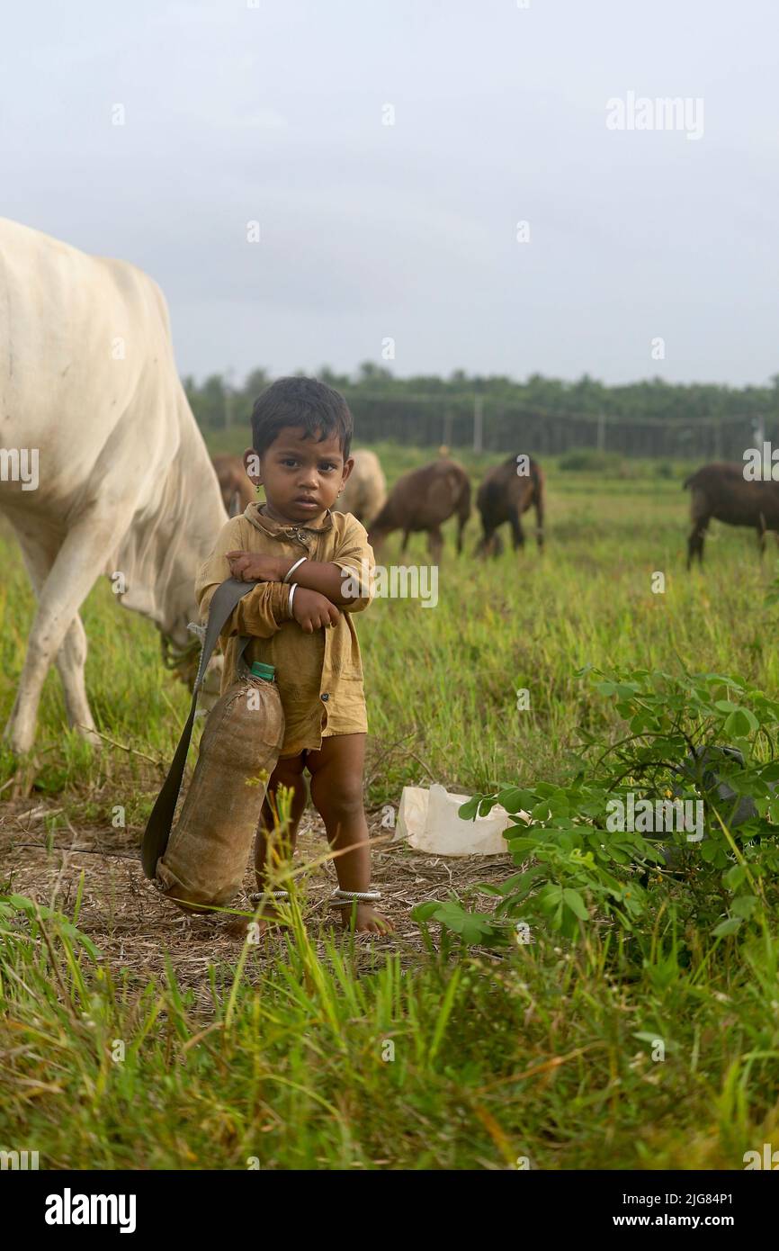 A very young and cute Indian shepherd herding grazing sheeps in a farm ...