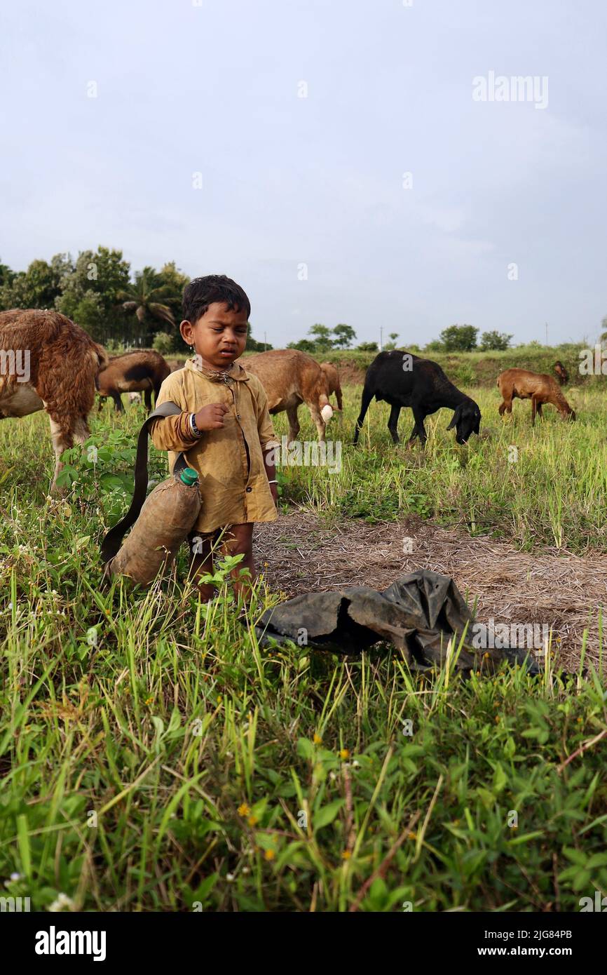 A very young and cute Indian shepherd herding grazing sheeps in a farm ...