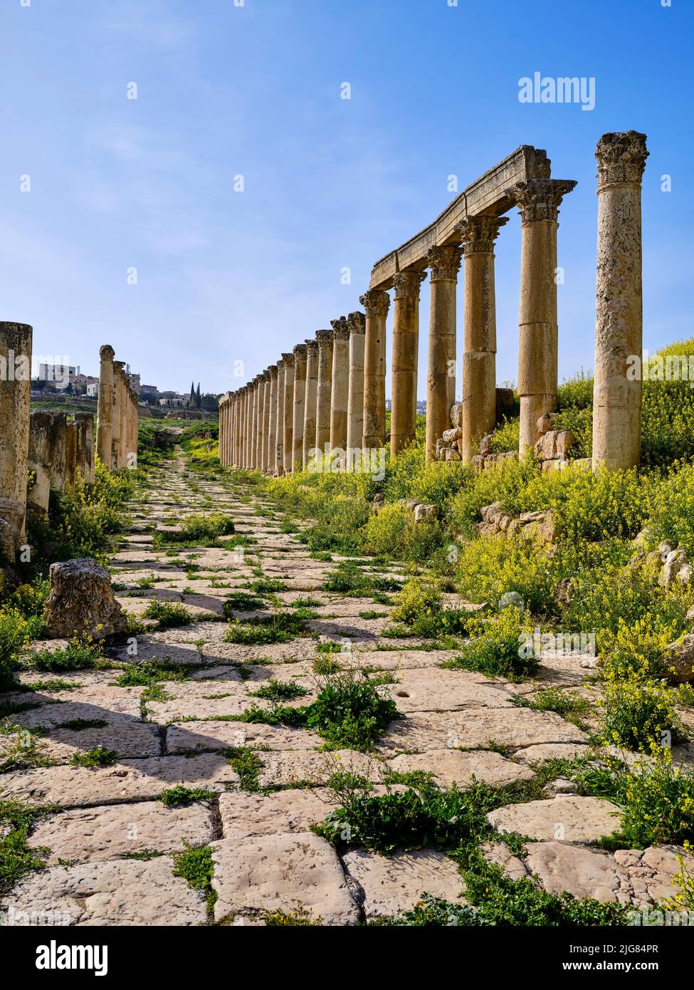 Jerash jordan flowers hi-res stock photography and images - Alamy