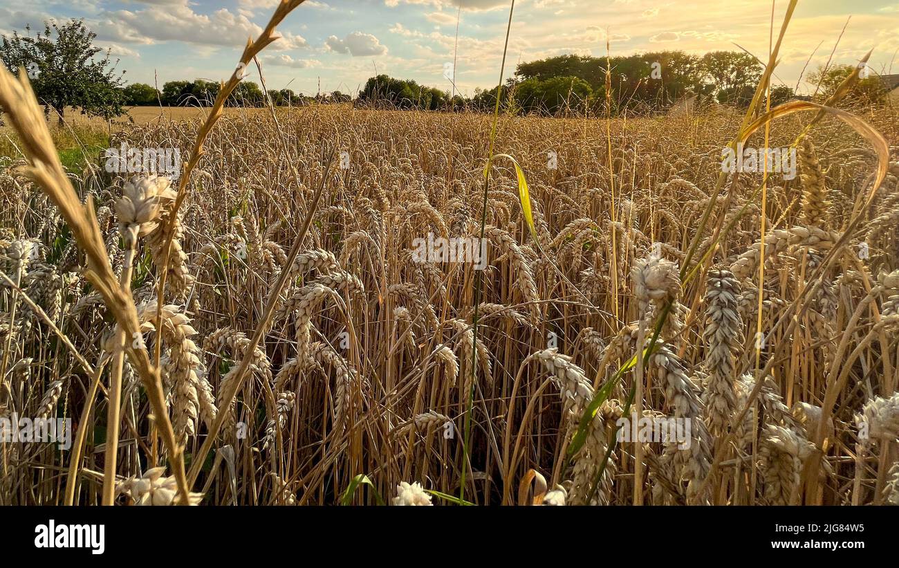 A wheat field in a warm summer Stock Photo - Alamy